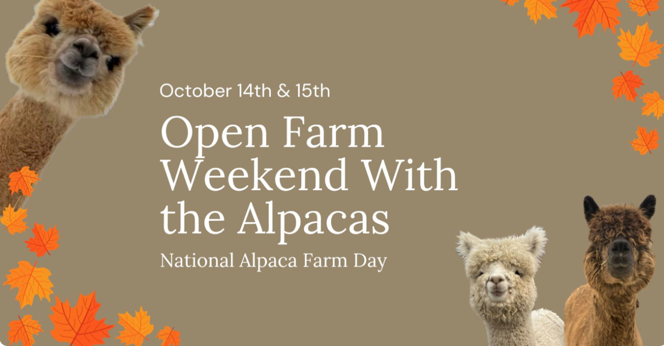 Open Farm Weekend with the Alpacas - Michigan Farm Fun